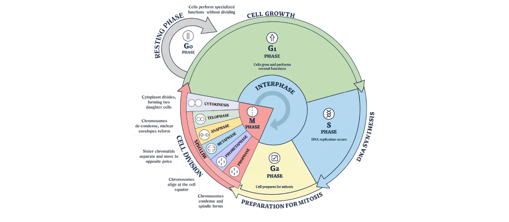 Cell Reproduction - ScienceAide